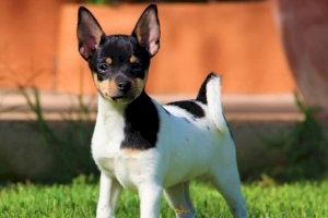 El perro ratonero valenciano recibe un reconocimiento internacional