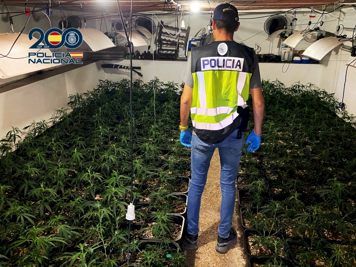 Desmantelada Una Organización Criminal Dedicada Al Cultivo De Marihuana